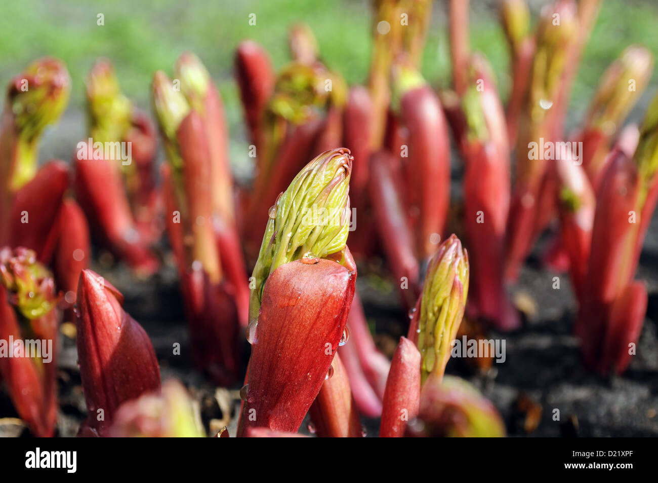 Flower sprout hi-res stock photography and images - Alamy