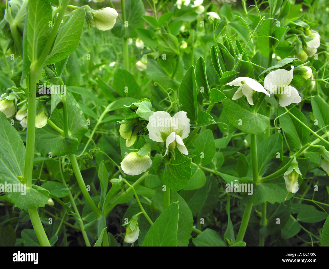 blooming garden pea Stock Photo - Alamy