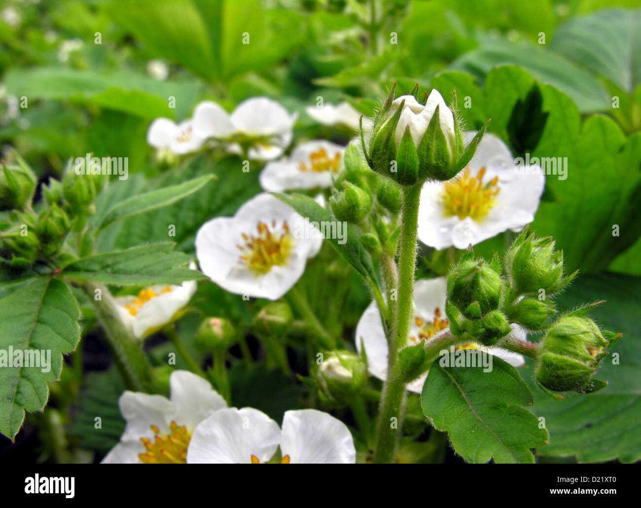 Strawberry pollination hi-res stock photography and images - Alamy