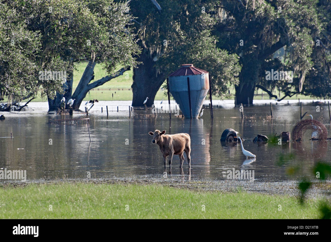 Florida water problems hi-res stock photography and images - Alamy