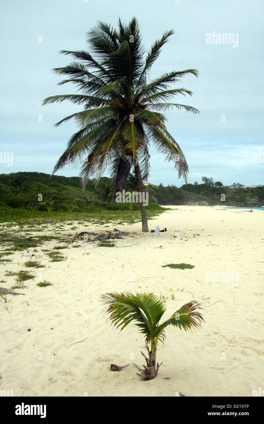 Large palm tree with small young sapling palm tree hi-res stock ...