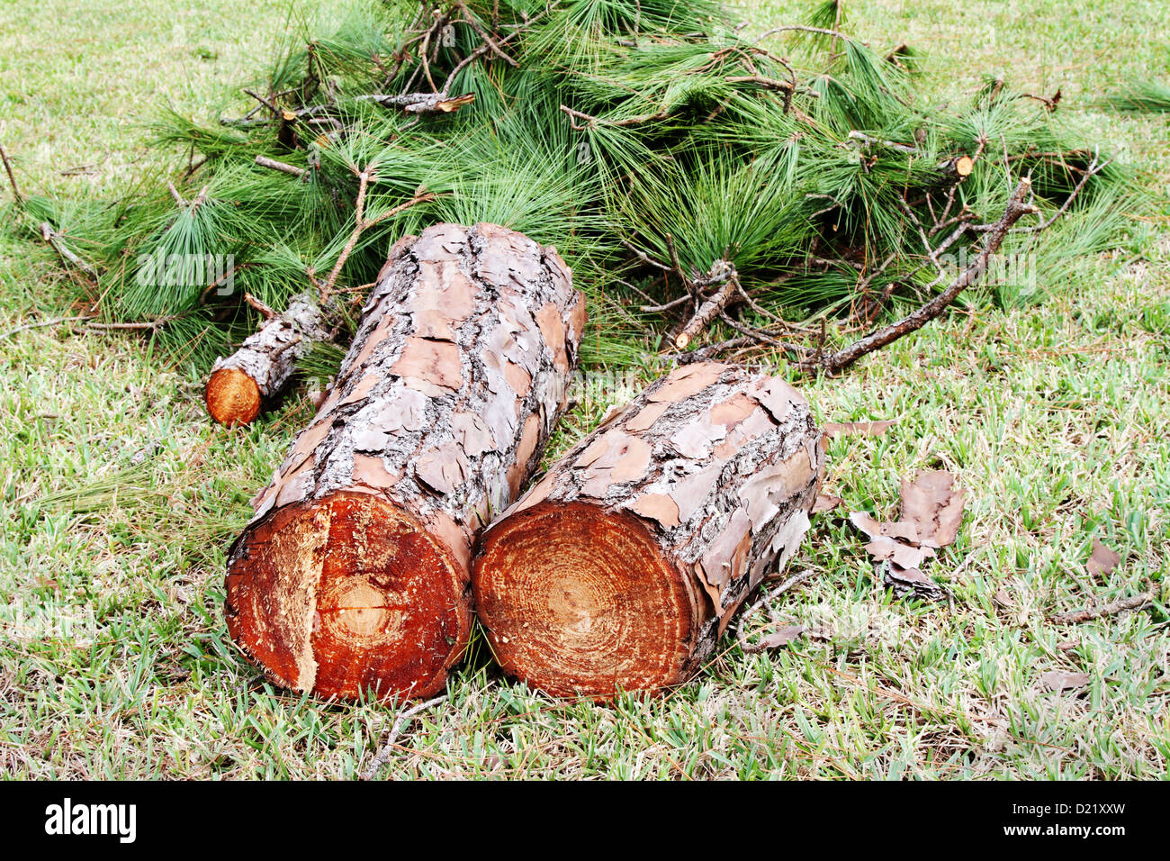 Pine Needles Pile High Resolution Stock Photography and Images - Alamy