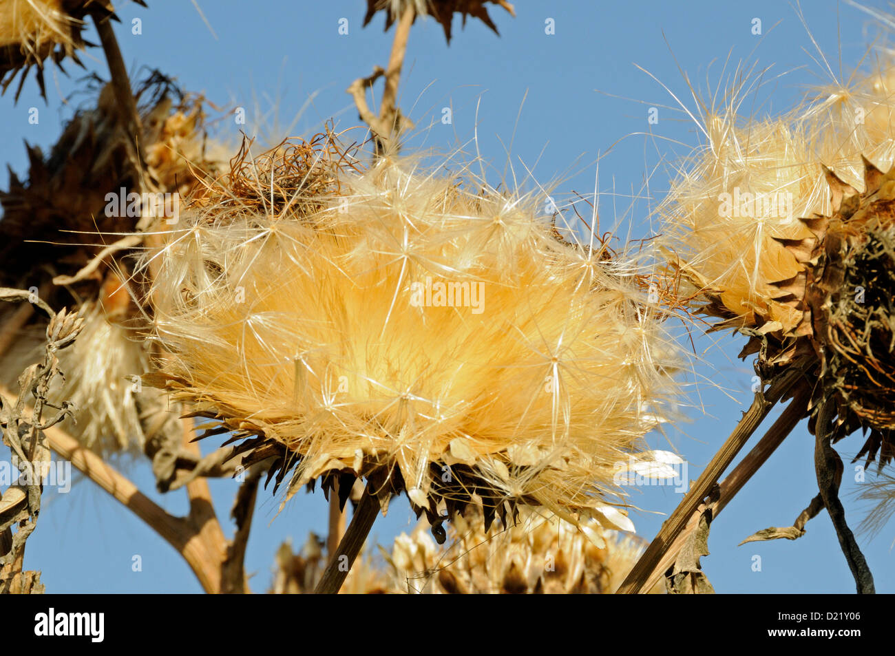 Cardoon seed heads hi-res stock photography and images - Alamy