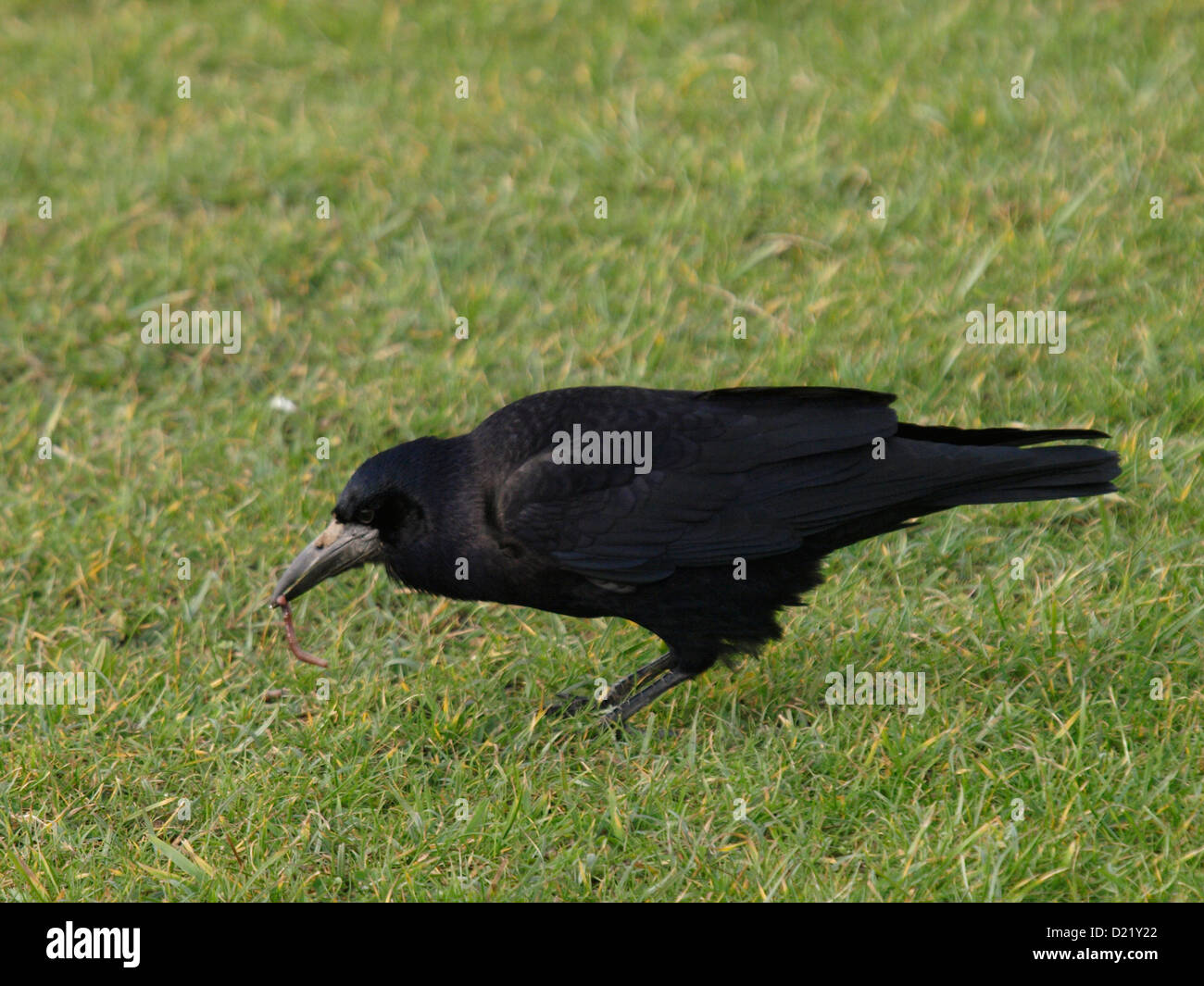 Black bird eating a worm hi-res stock photography and images - Alamy
