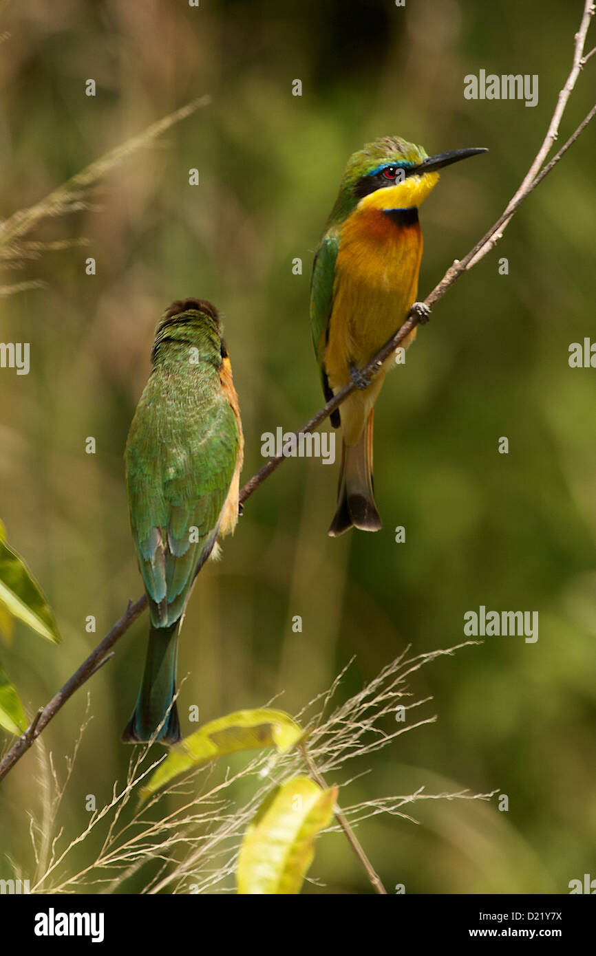 Bee eater on stick hi-res stock photography and images - Alamy