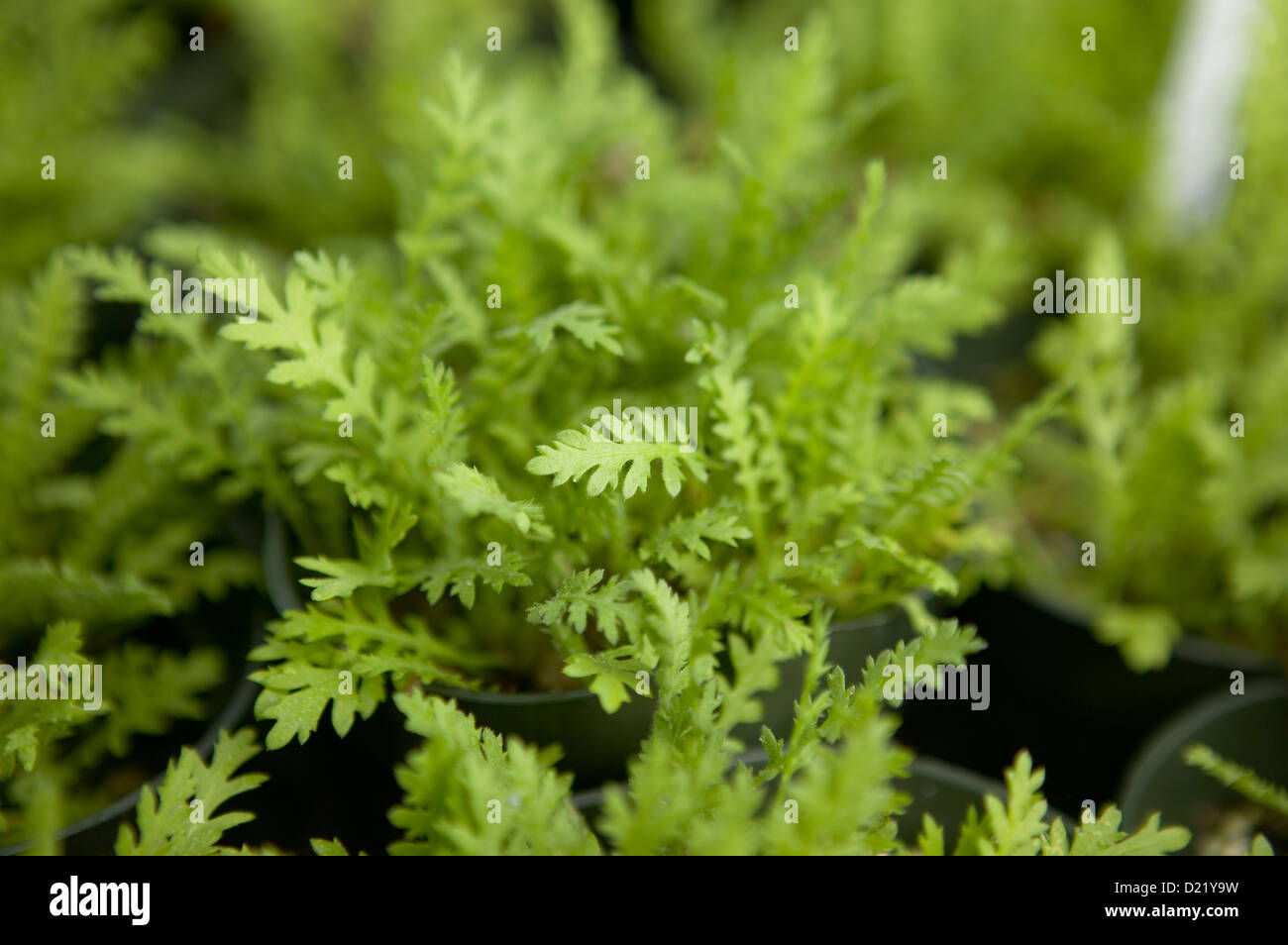 Golden yarrow hi-res stock photography and images - Alamy