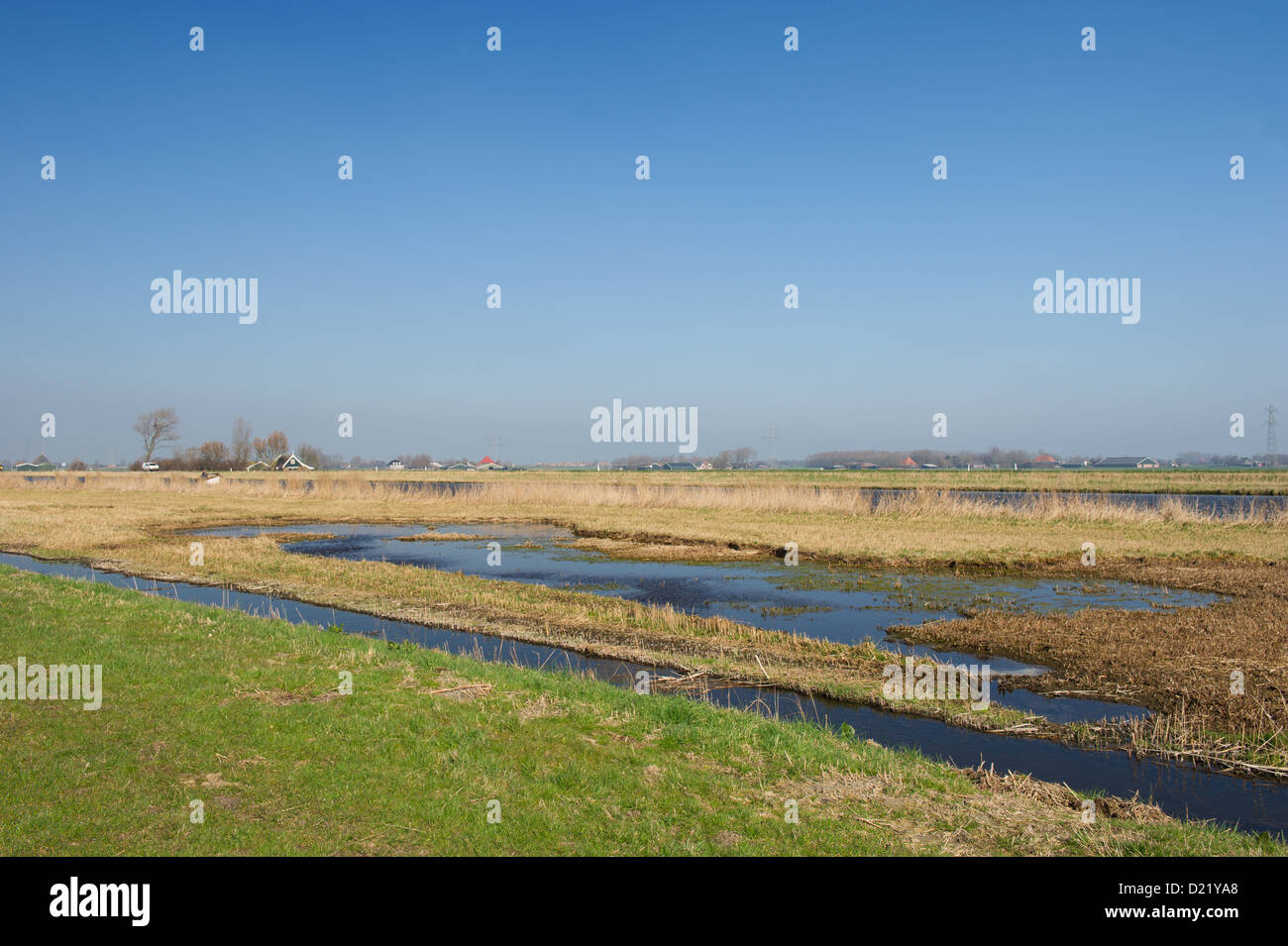 Typical Dutch landscape with meadows and swamp Stock Photo - Alamy