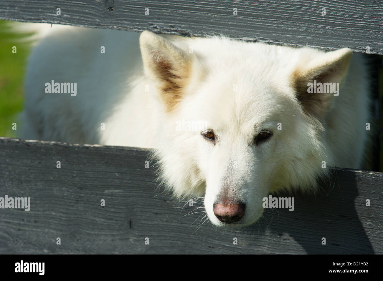 Watchdog head hi-res stock photography and images - Alamy