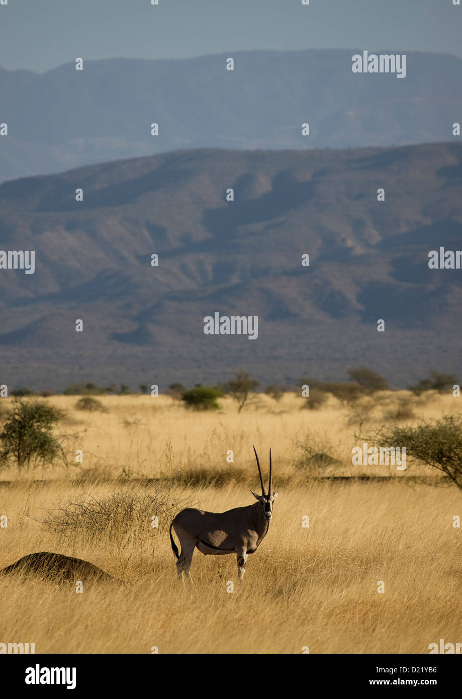 Ethiopia beisa oryx hi-res stock photography and images - Alamy