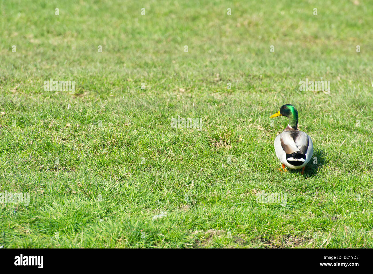 Ordinary bird hi-res stock photography and images - Alamy