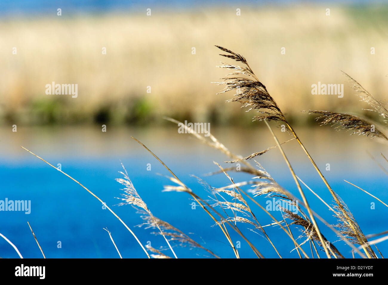 Grass and reed near the water Stock Photo - Alamy