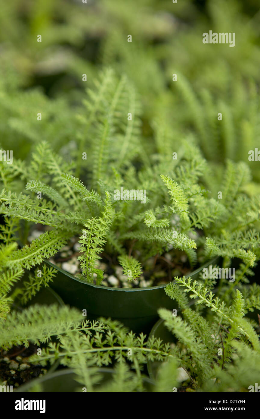 White yarrow hi-res stock photography and images - Alamy