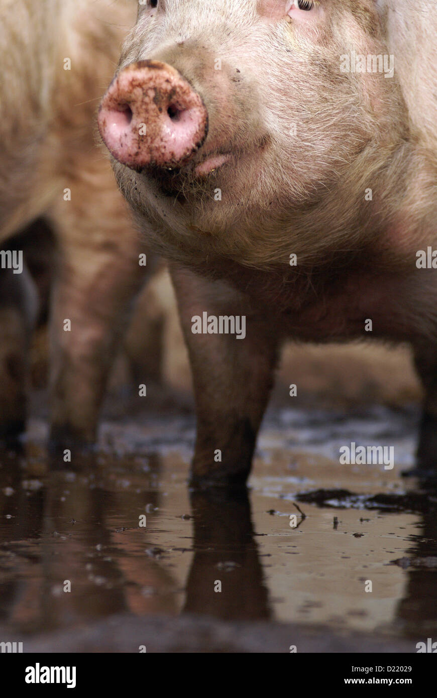 Pig at Pork Farm Stock Photo - Alamy