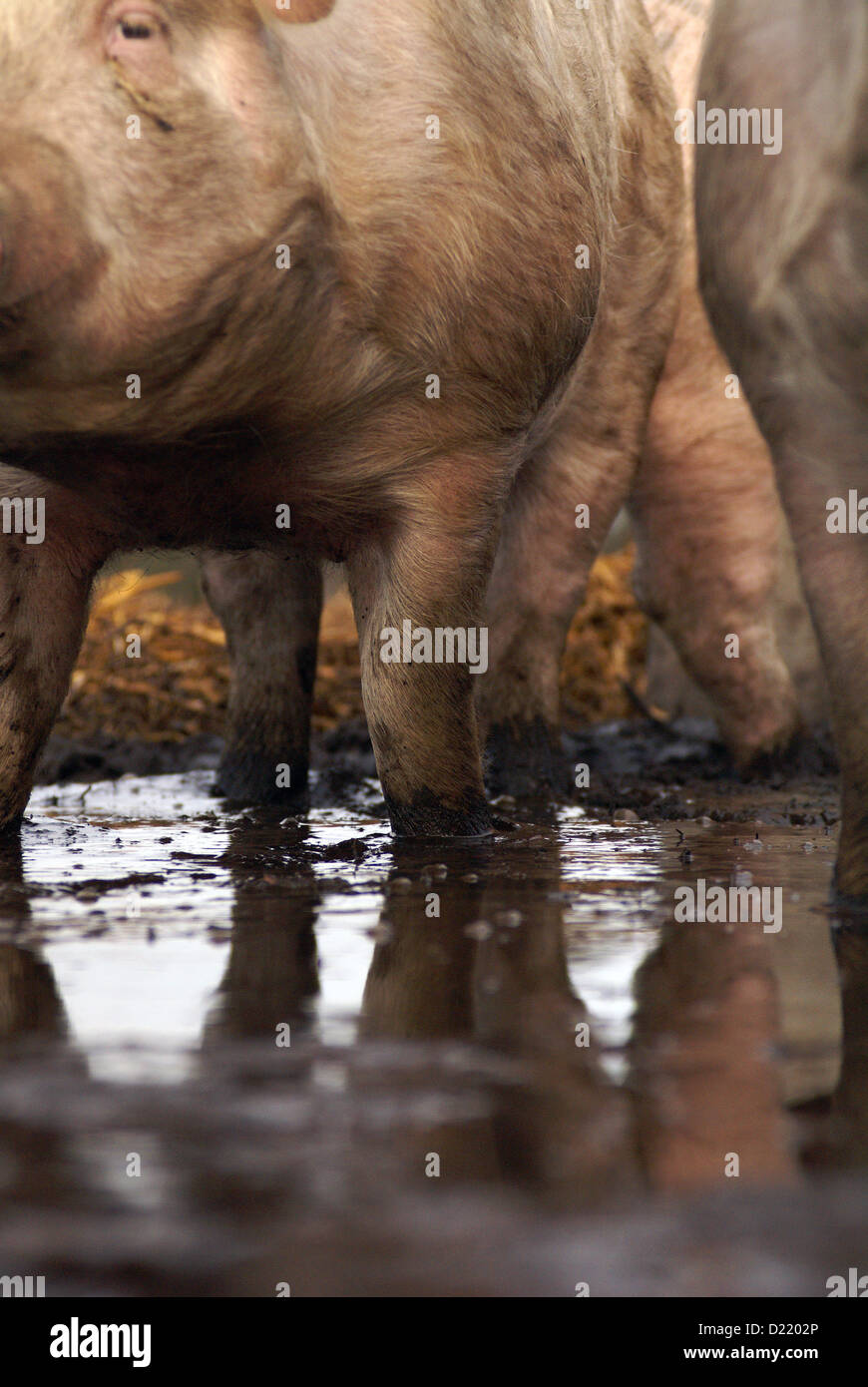Pig at Pork Farm Stock Photo - Alamy