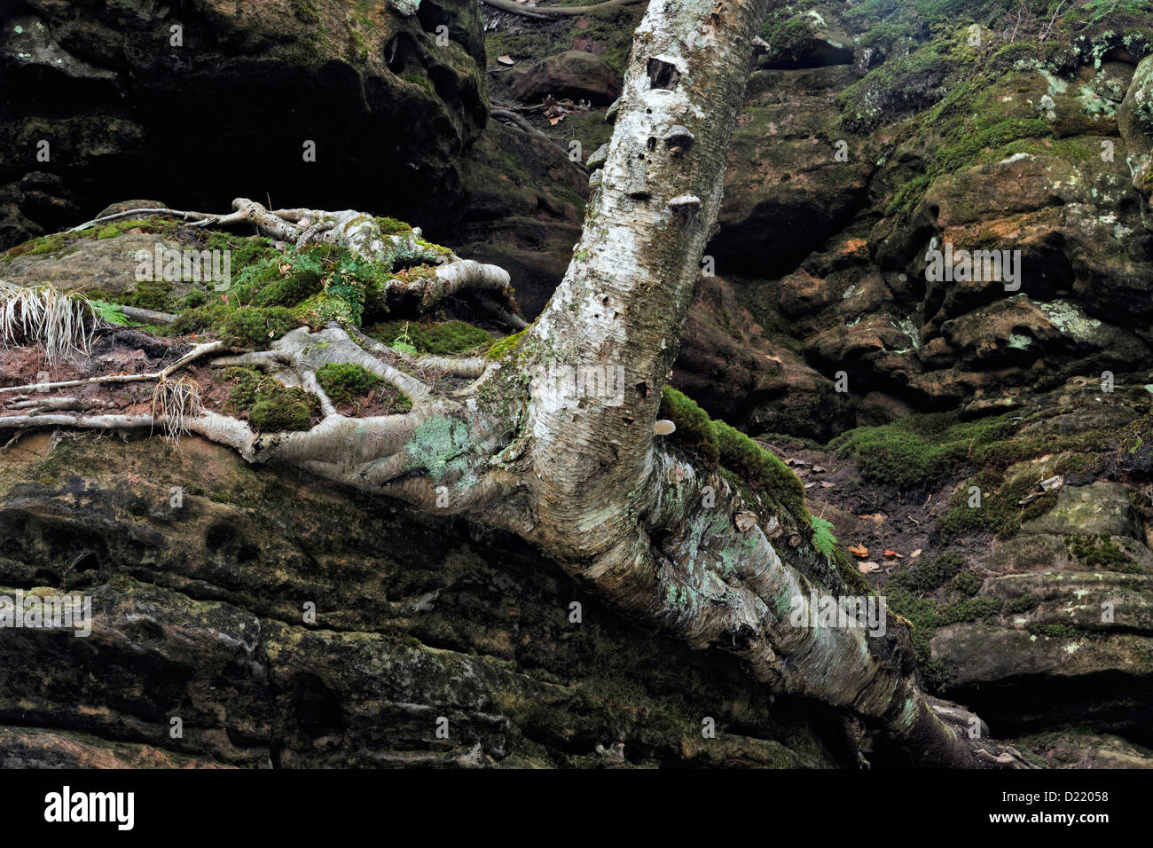 Yellow birch (Betula alleghaniensis) tree trunk clinging to the ...