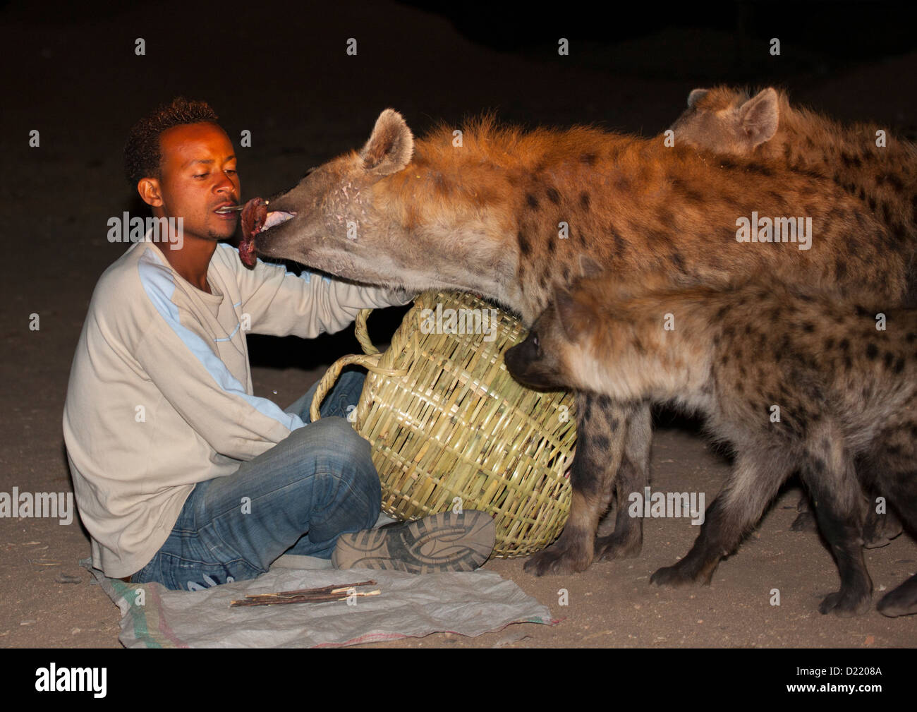 Hyenas Feeding At Night, Harar, Ethiopia Stock Photo - Alamy