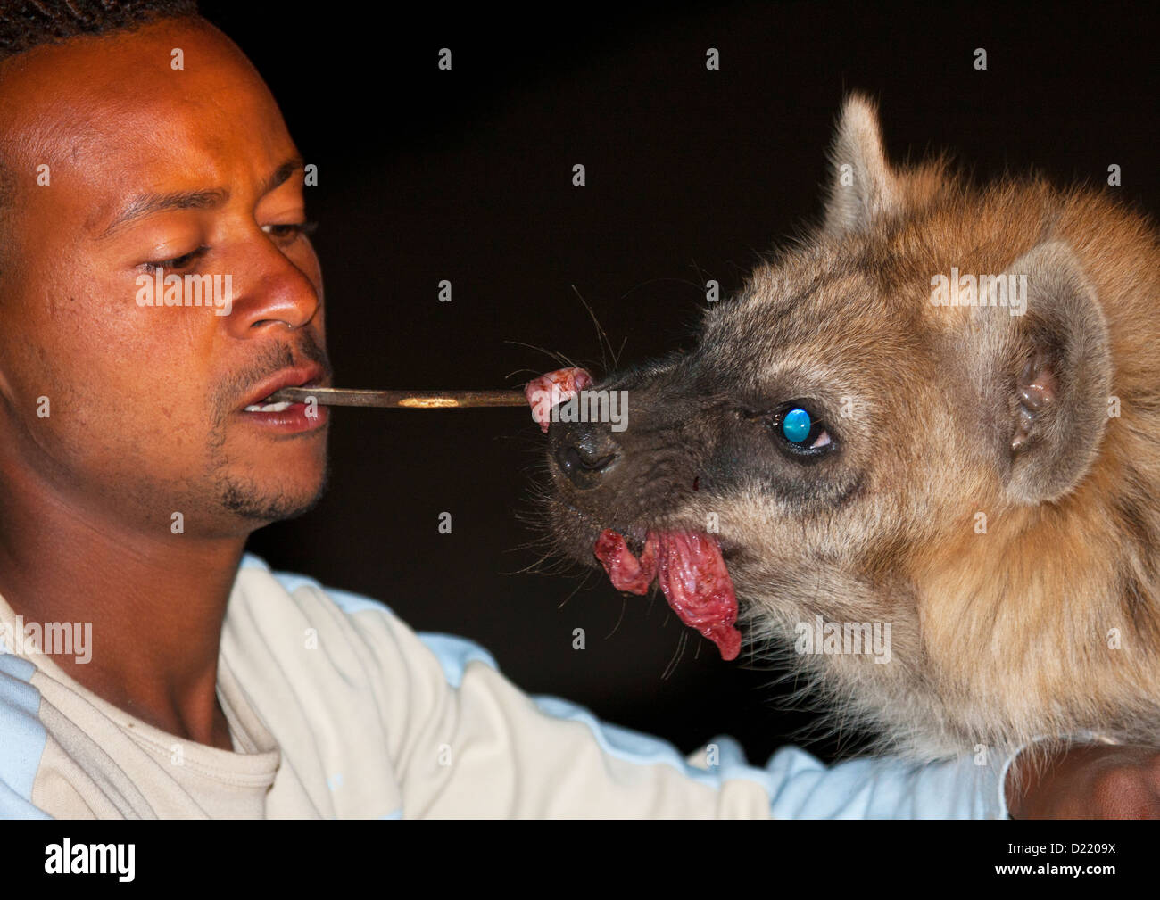 Hyenas Feeding At Night, Harar, Ethiopia Stock Photo - Alamy