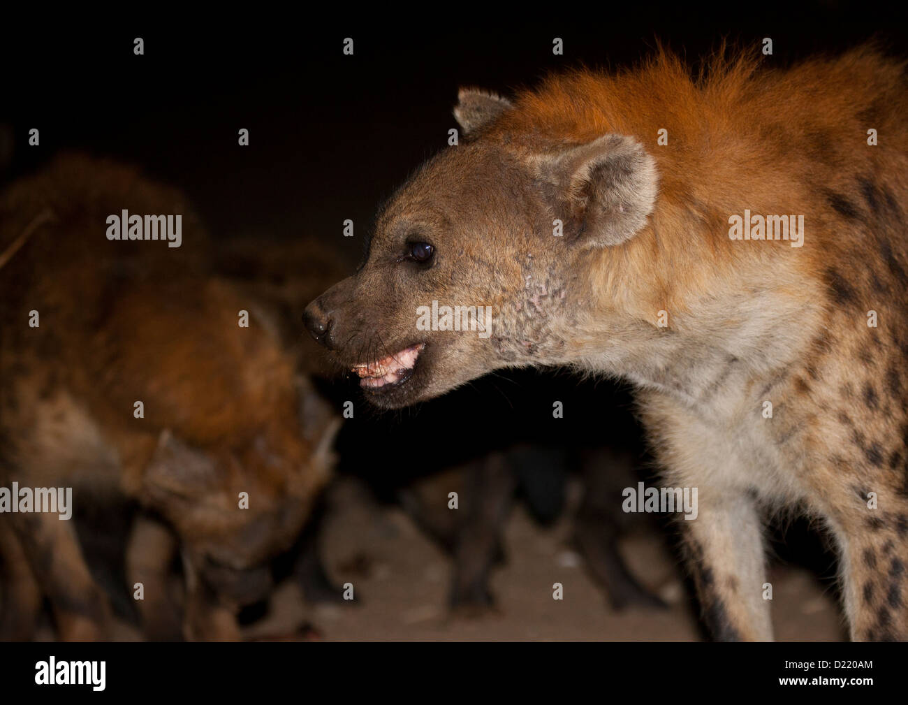 Hyenas Feeding At Night, Harar, Ethiopia Stock Photo - Alamy