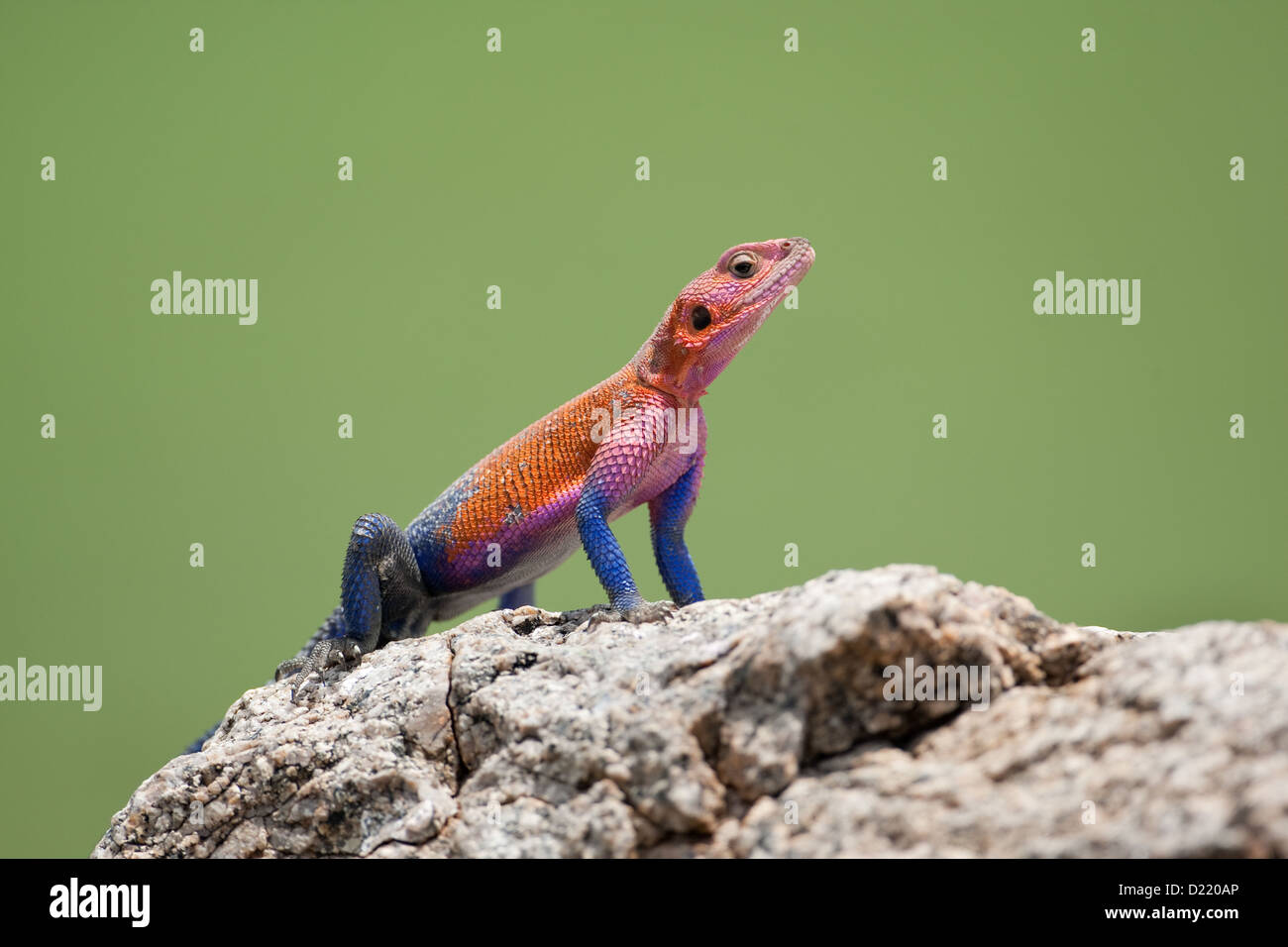 Red-headed Rock Agama (Agama agama), ♂ male, Serengeti National Park ...