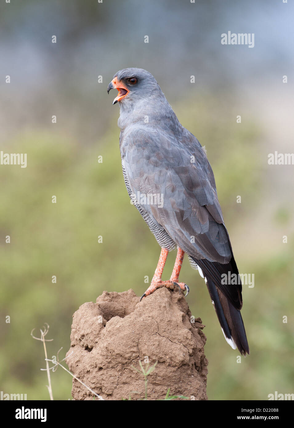 Dark-chanting Goshawk on a termite mound catching and eating termites ...