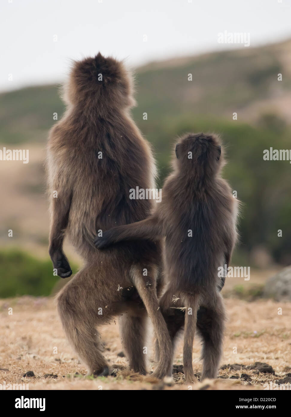 Gelada (Theropithecus gelada), ♀ female, both immature, Semian ...
