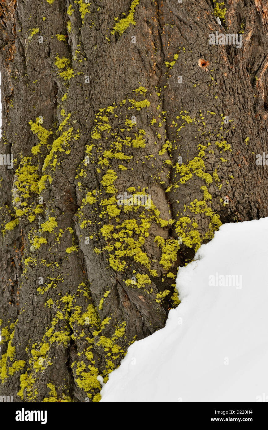 Wolf lichen (Letharia vulpine) on tree trunk, Yellowstone National Park ...