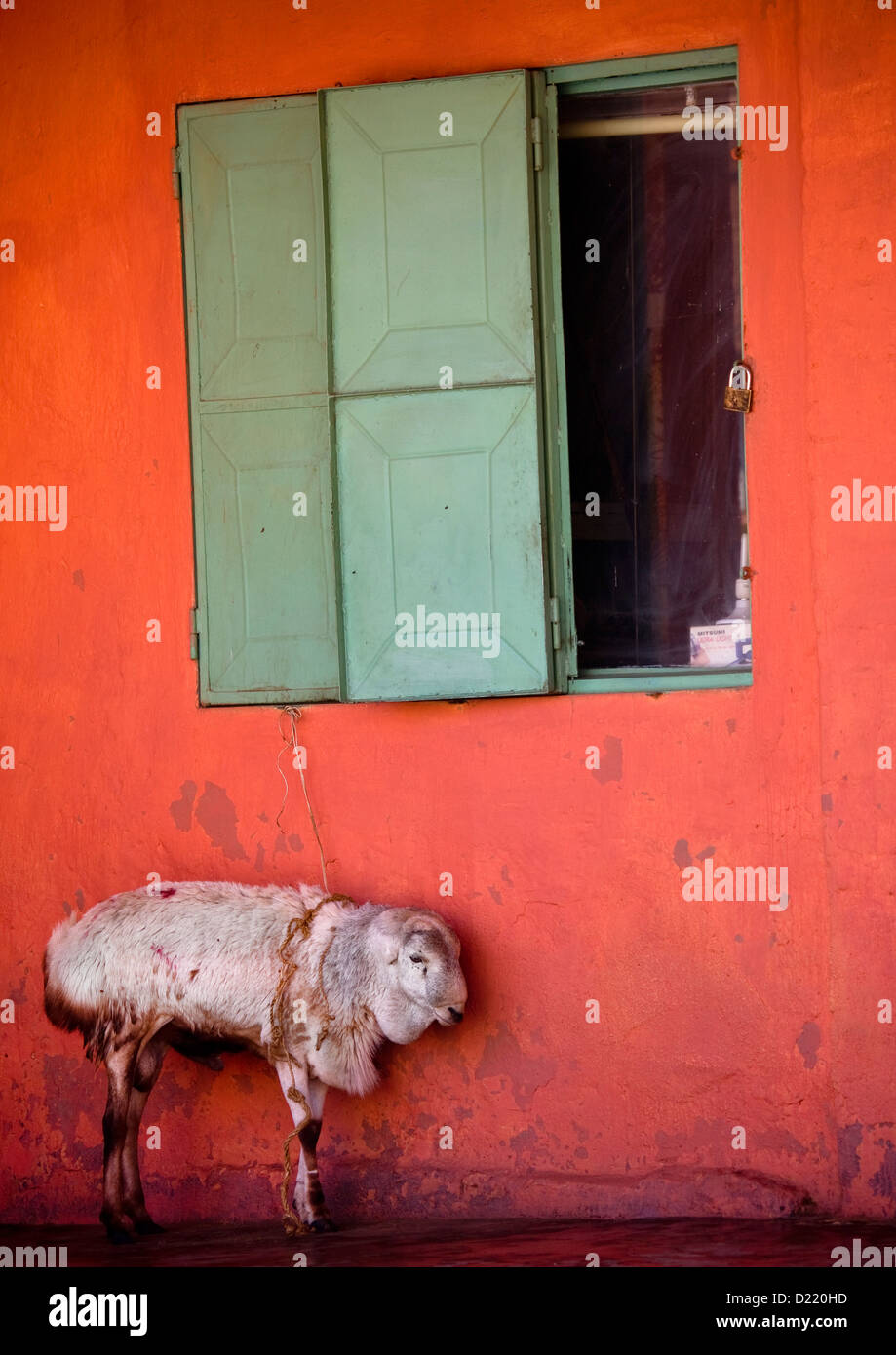Ethiopia sheep hi-res stock photography and images - Alamy