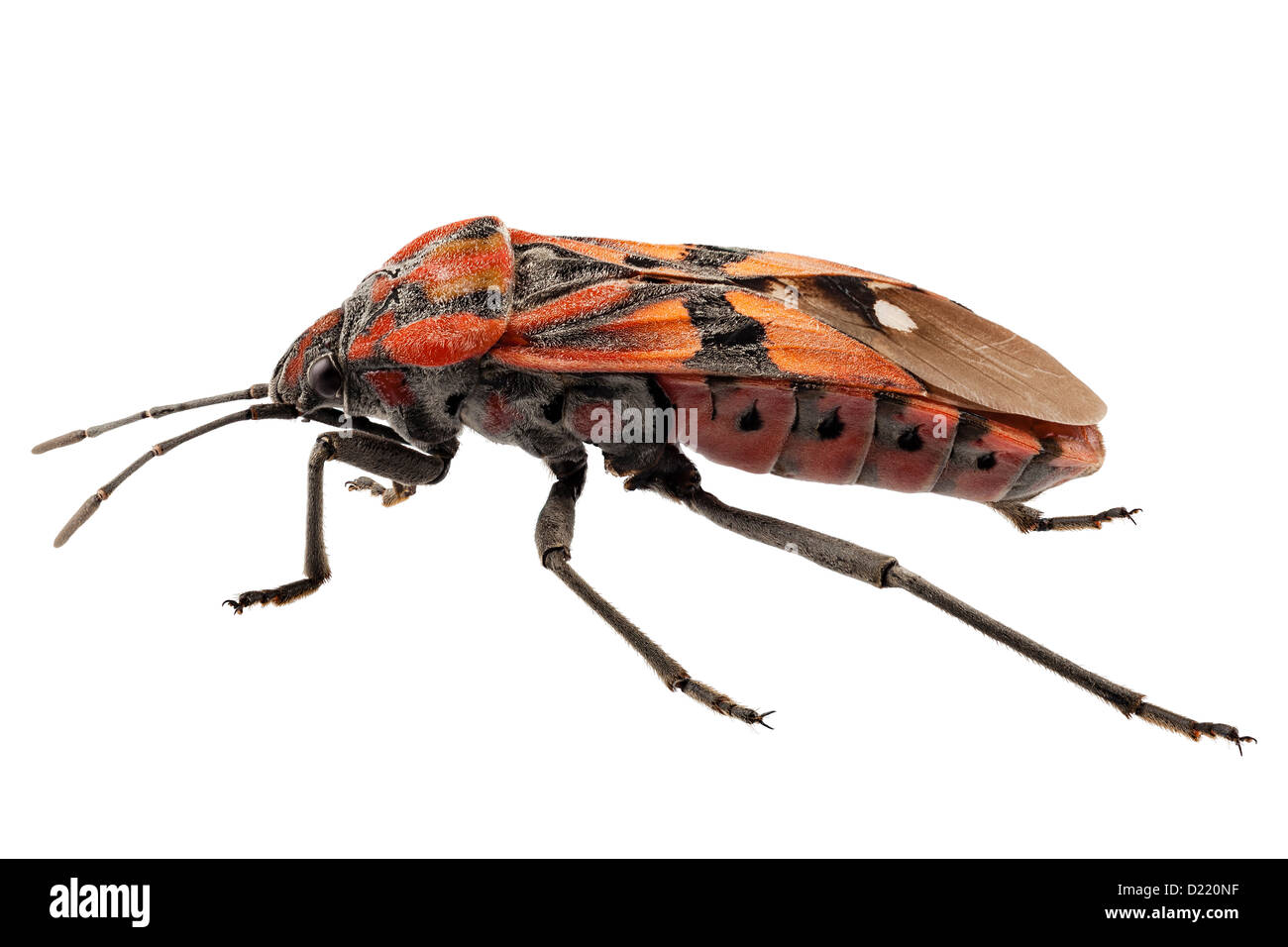 Black and Red Ground bug species Spilostethus pandurus isolated Stock ...