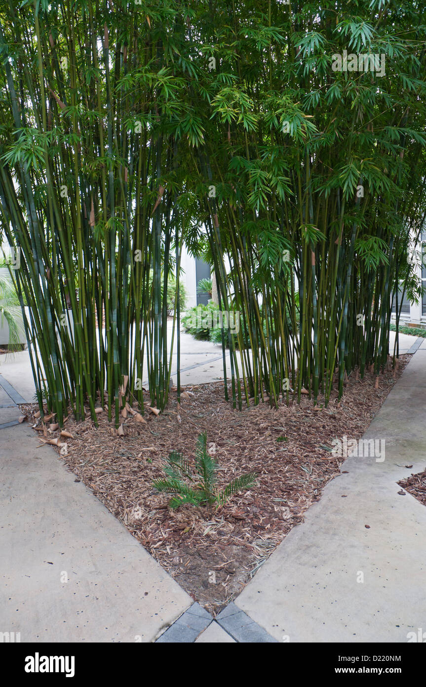 Courtyard with bamboo hi-res stock photography and images - Alamy