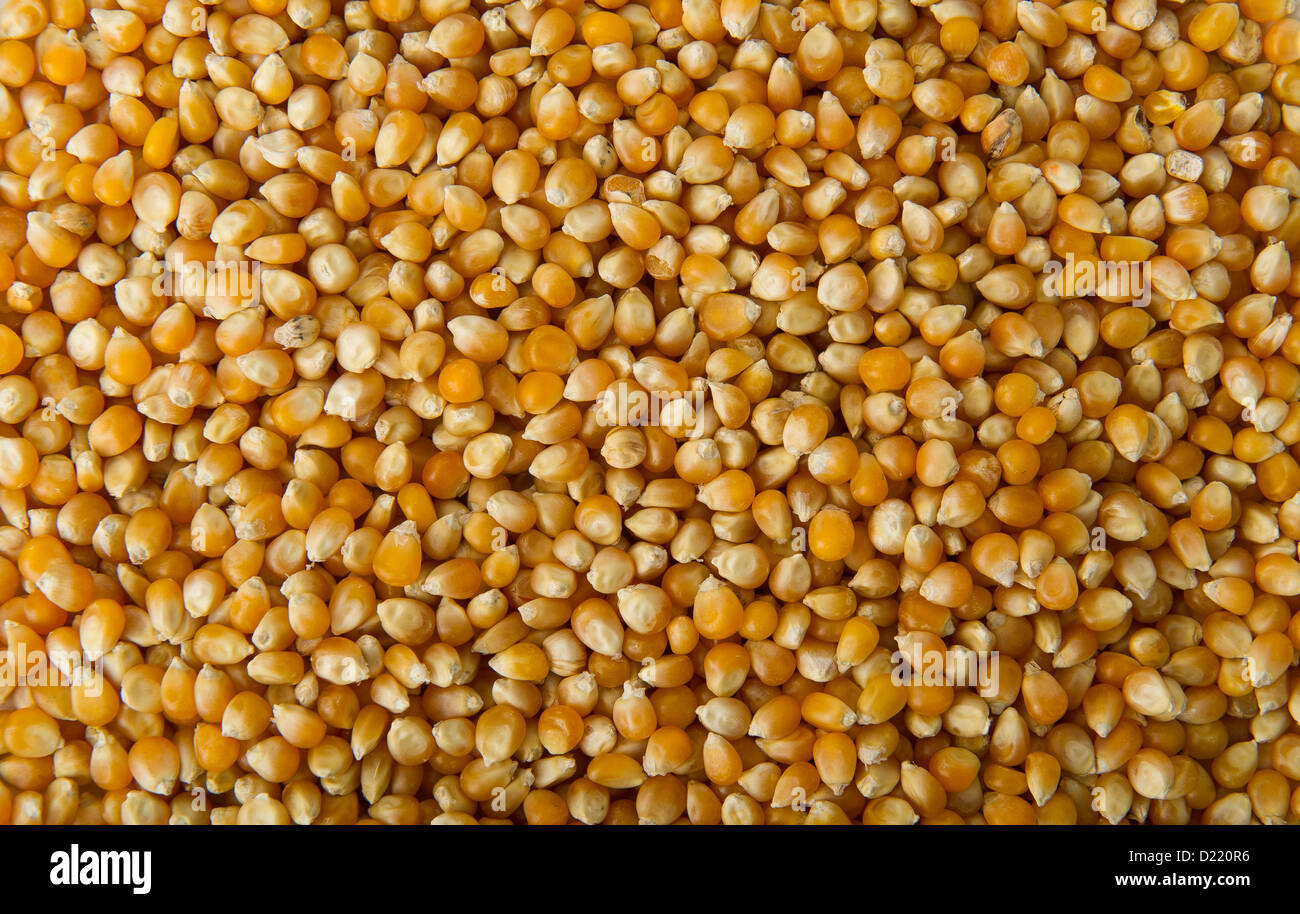 corn Maize kernels Stock Photo - Alamy