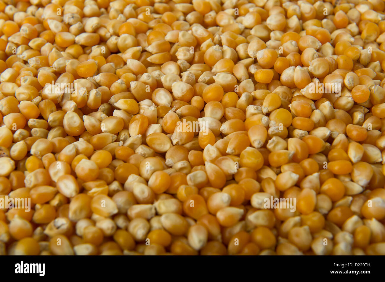 corn Maize kernels Stock Photo - Alamy