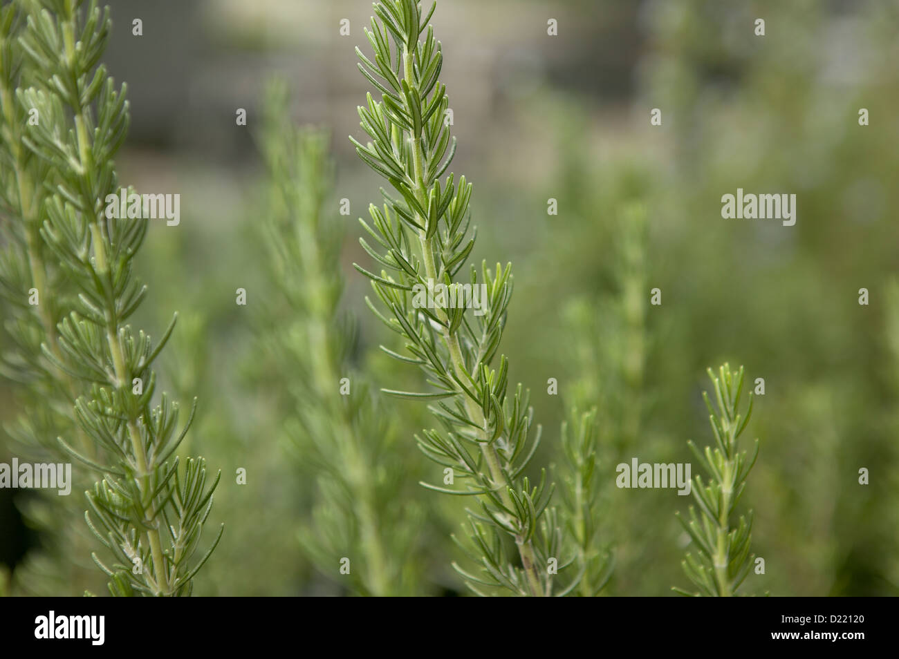 Pink rosemary flowers hi-res stock photography and images - Alamy