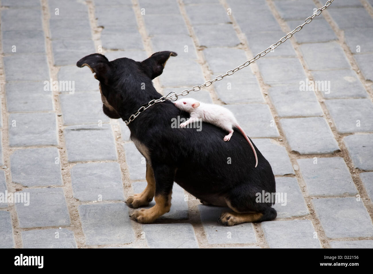 Cuba, Havana, dog and mouse Stock Photo - Alamy