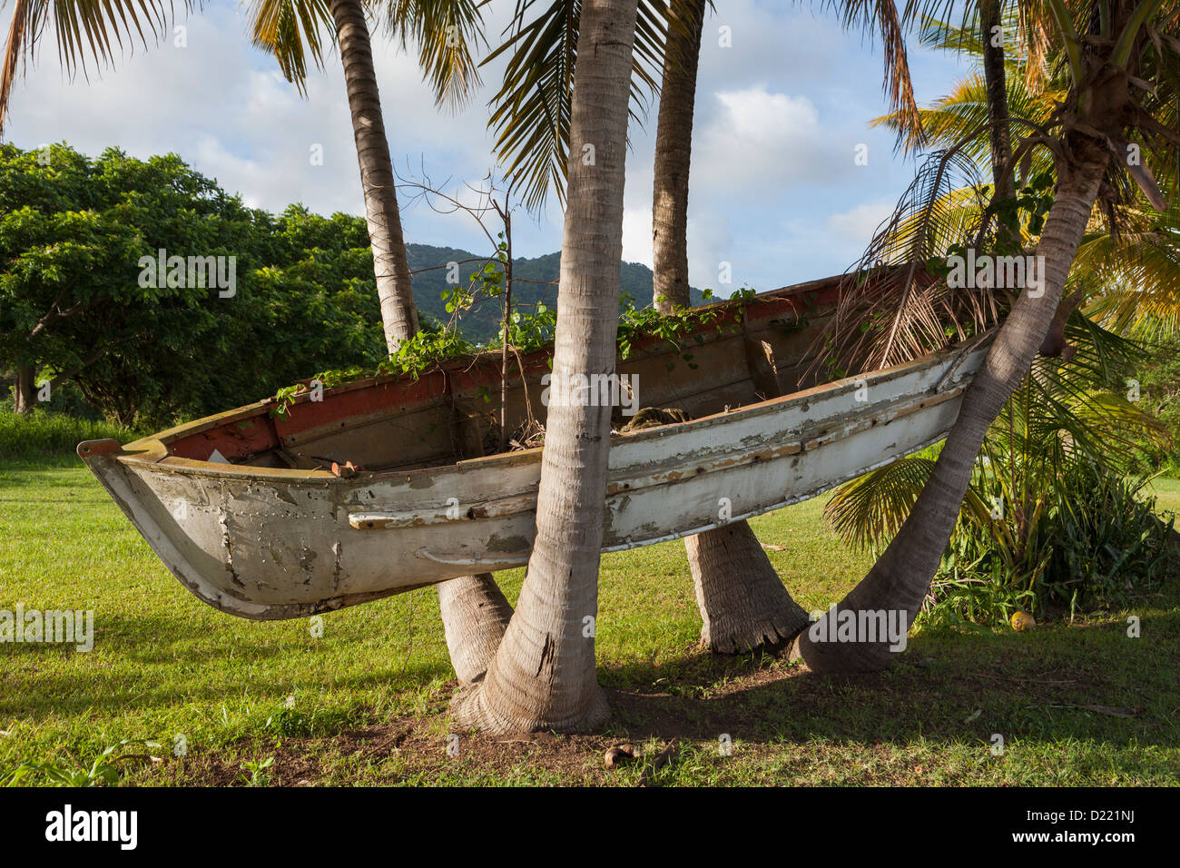 Boat in a tree, near Punta Tuna, Puerto Rico Stock Photo - Alamy
