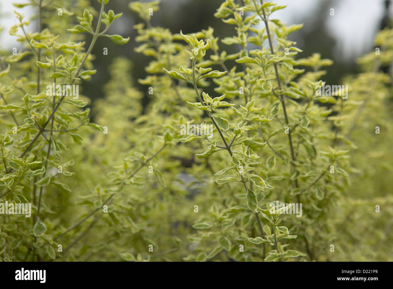 Variegated purple mint bush Stock Photo - Alamy