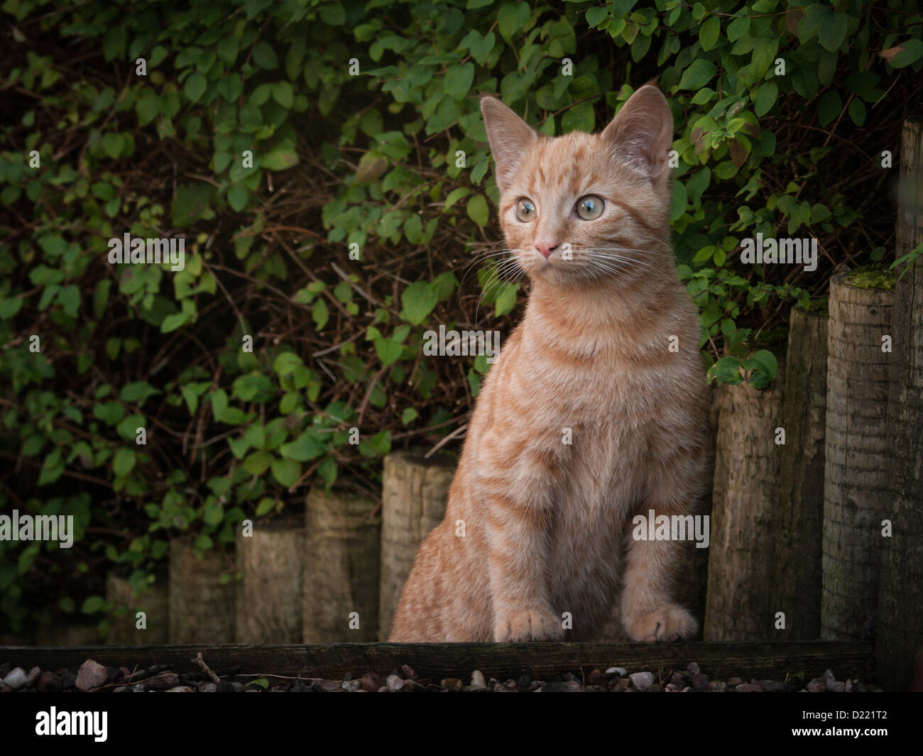 ginger bengal cross kitten in garden Stock Photo - Alamy