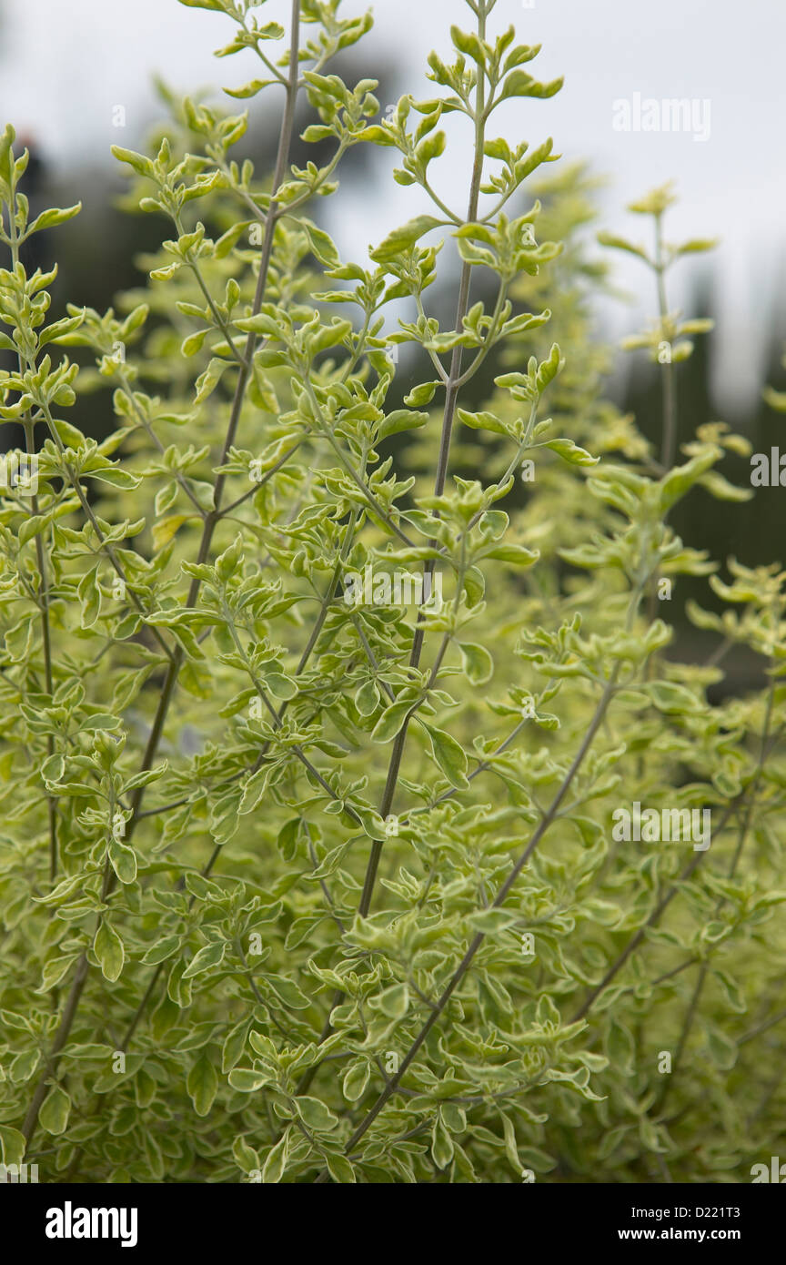 Variegated purple mint bush Stock Photo - Alamy