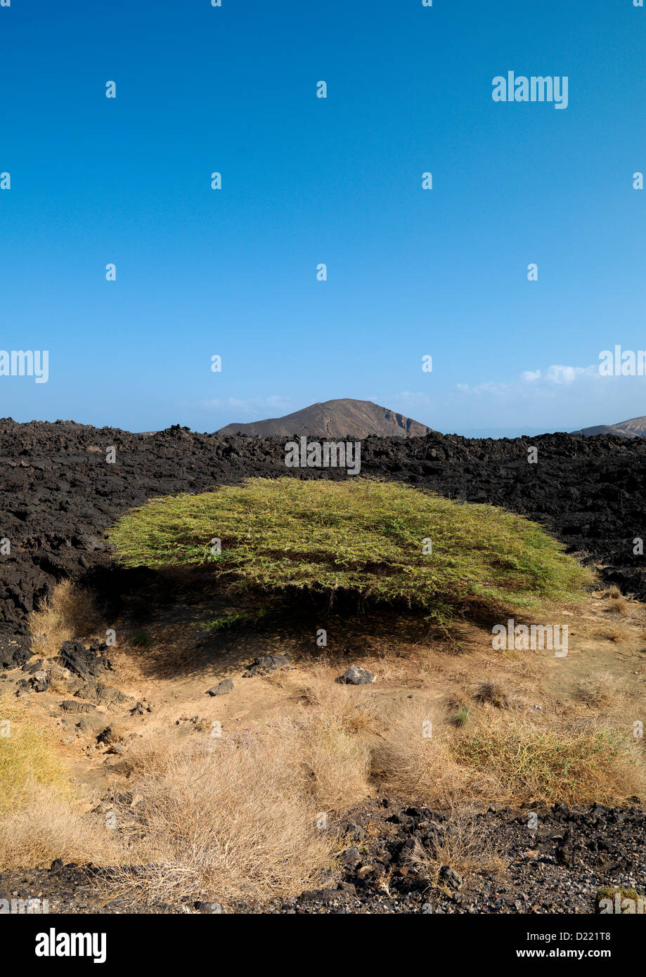 Tadjourah hi-res stock photography and images - Alamy