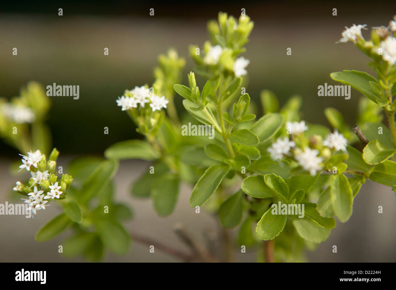 Stevia flowers hi-res stock photography and images - Alamy