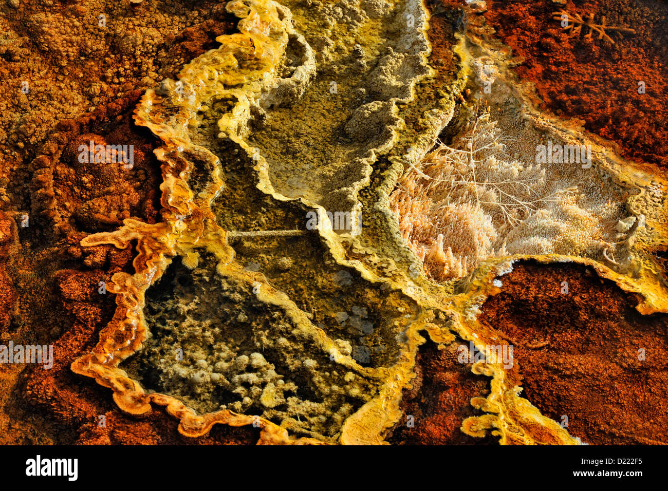 Dead algae hi-res stock photography and images - Alamy