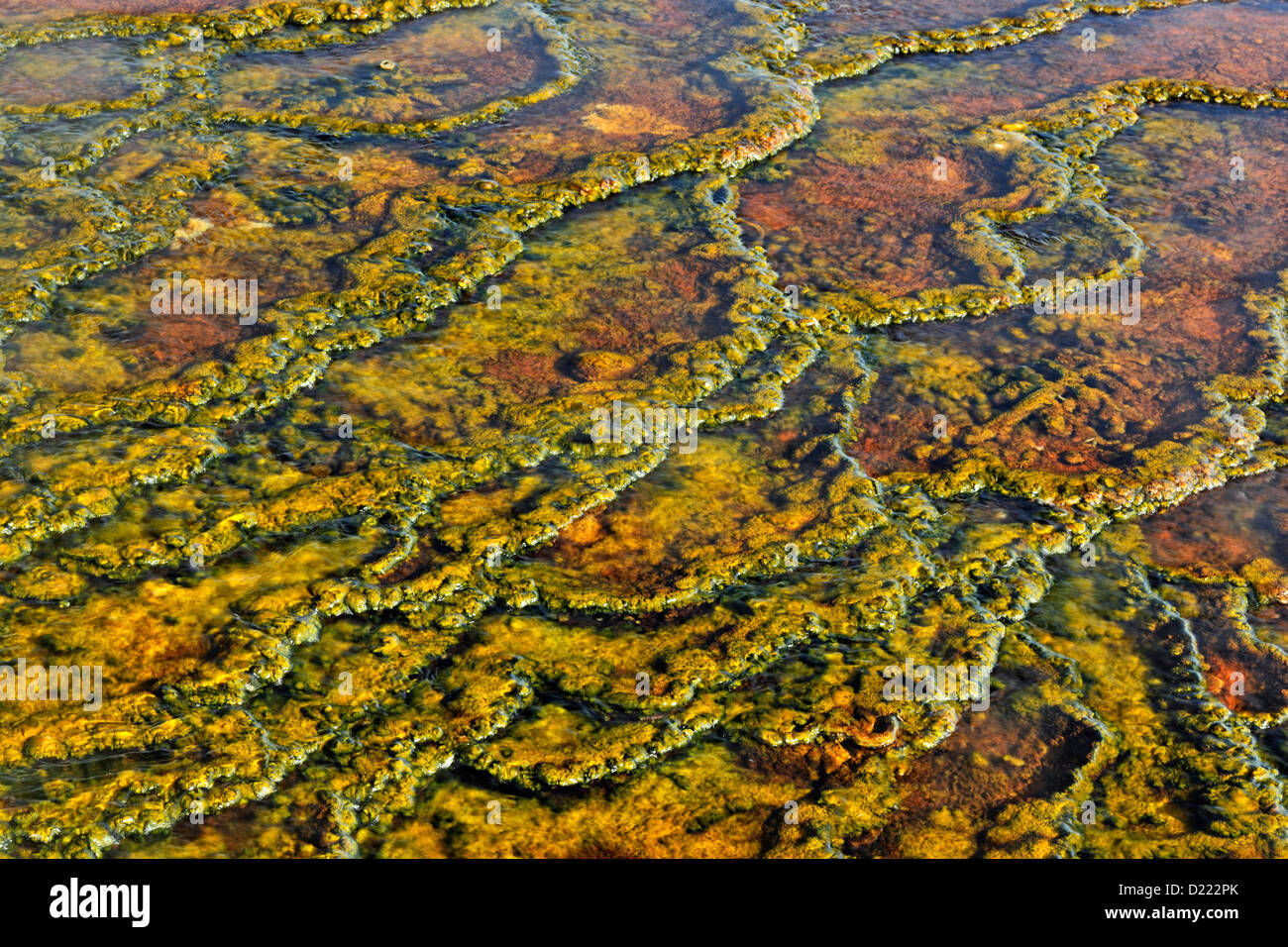 Thermophilic algae and bacteria near Canary Spring at Mammoth ...