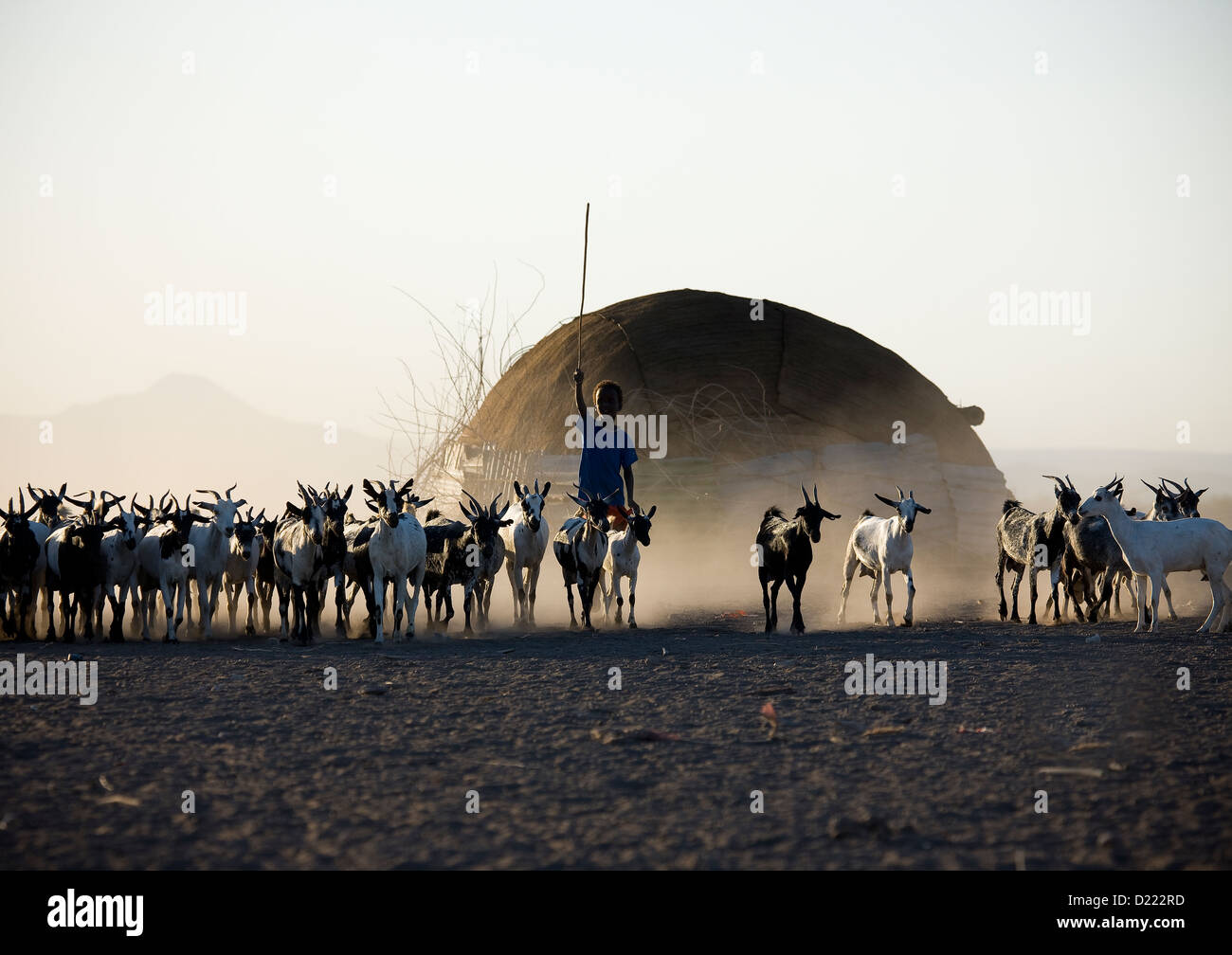 Goats Coming Back In A Village At Sunset, Assaita, Afar Regional State ...