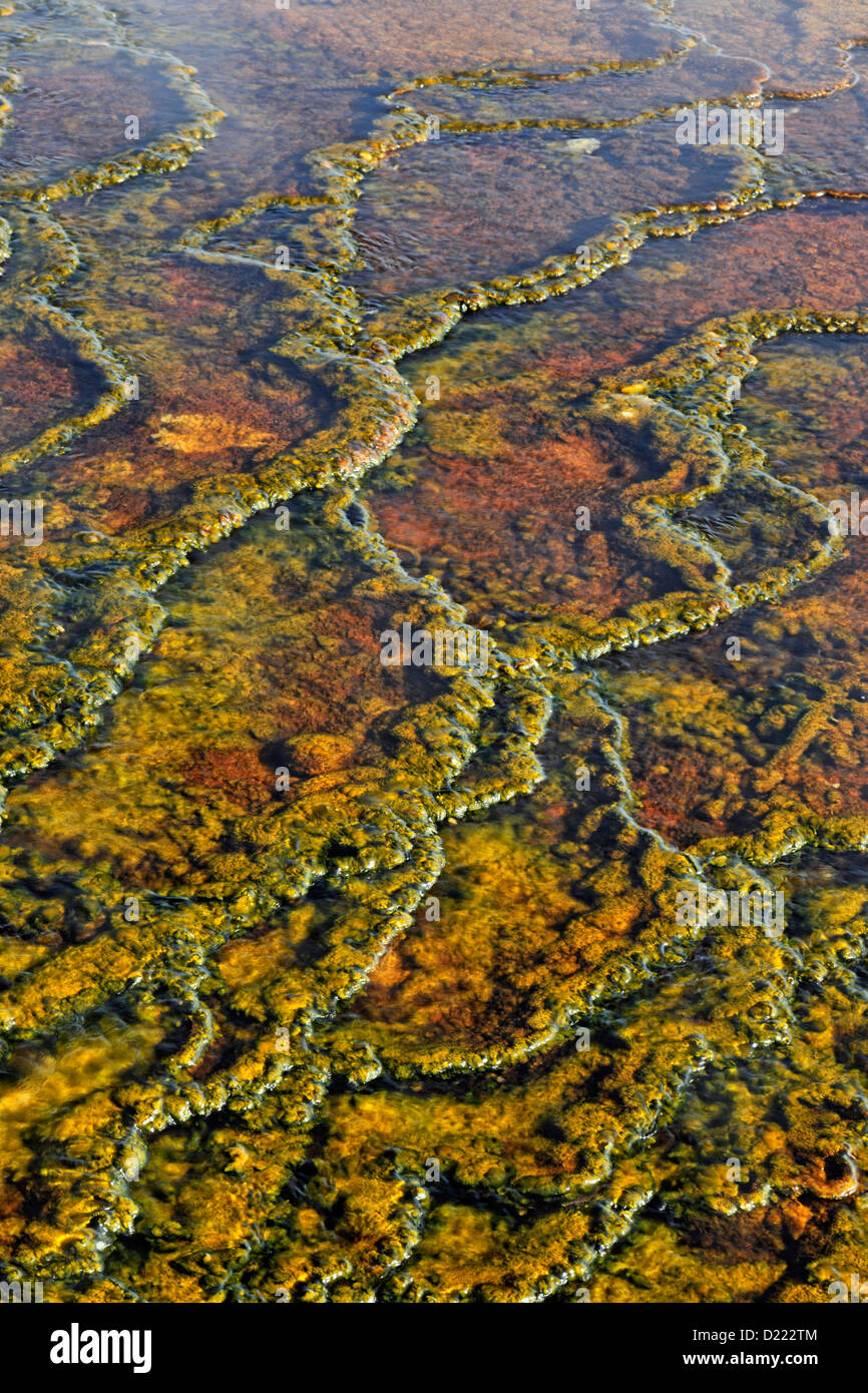 Thermophilic algae and bacteria near Canary Spring at Mammoth ...