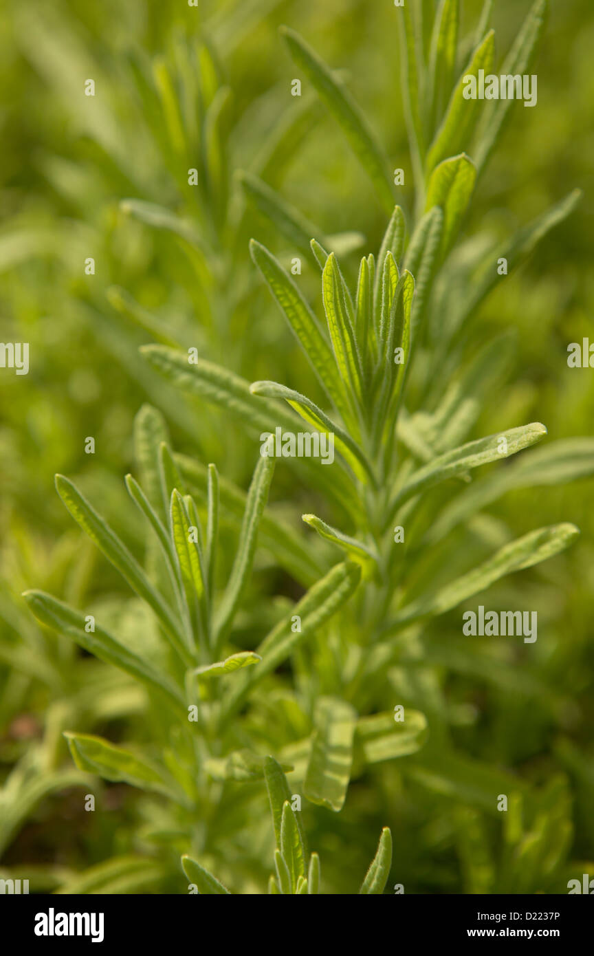 Medicinal plants garden yellow hi-res stock photography and images - Alamy
