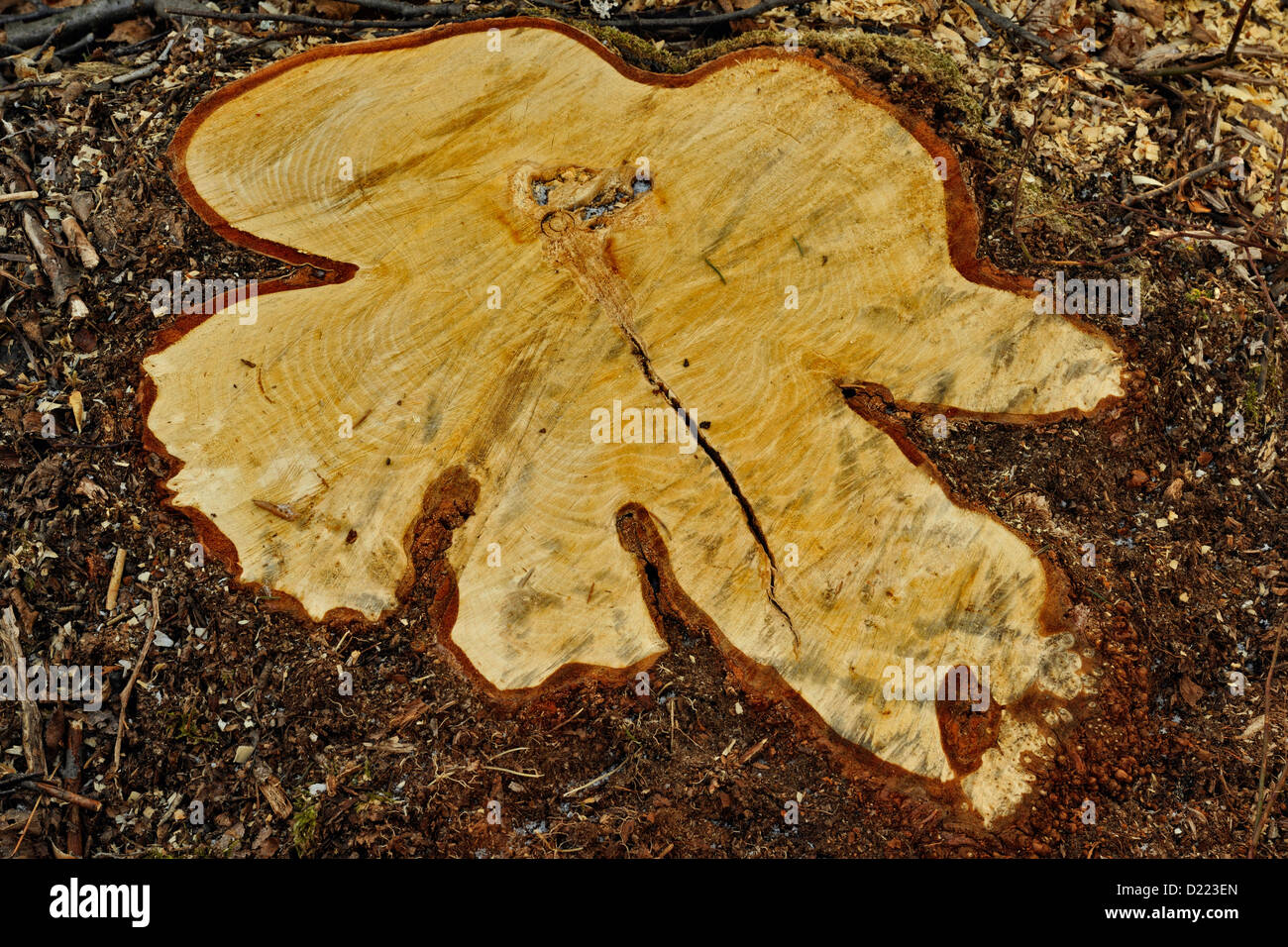 No cutting trees hi-res stock photography and images - Alamy