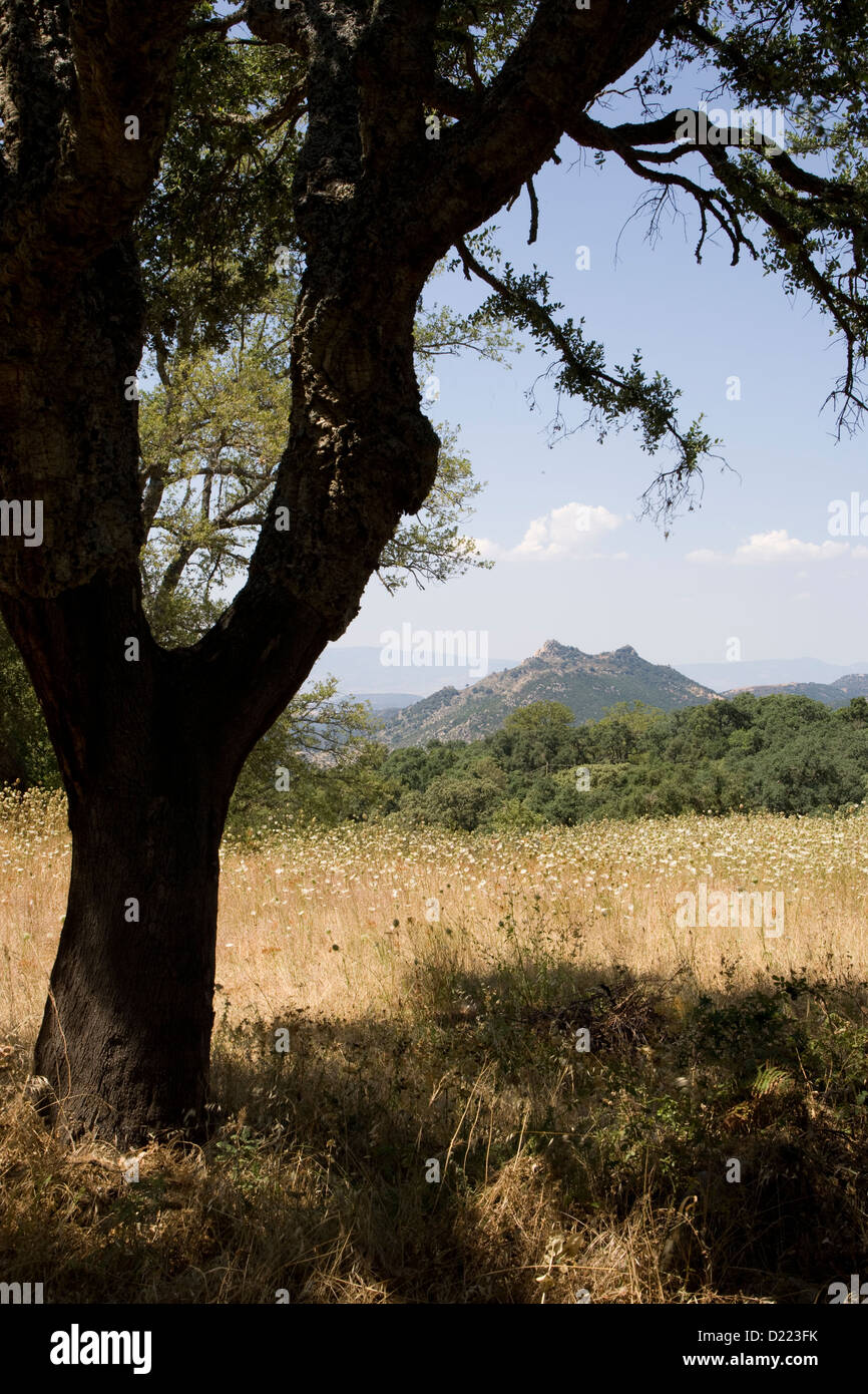 Sardinia: views en route to Gennargentu mountains nr Fonni / cork trees ...