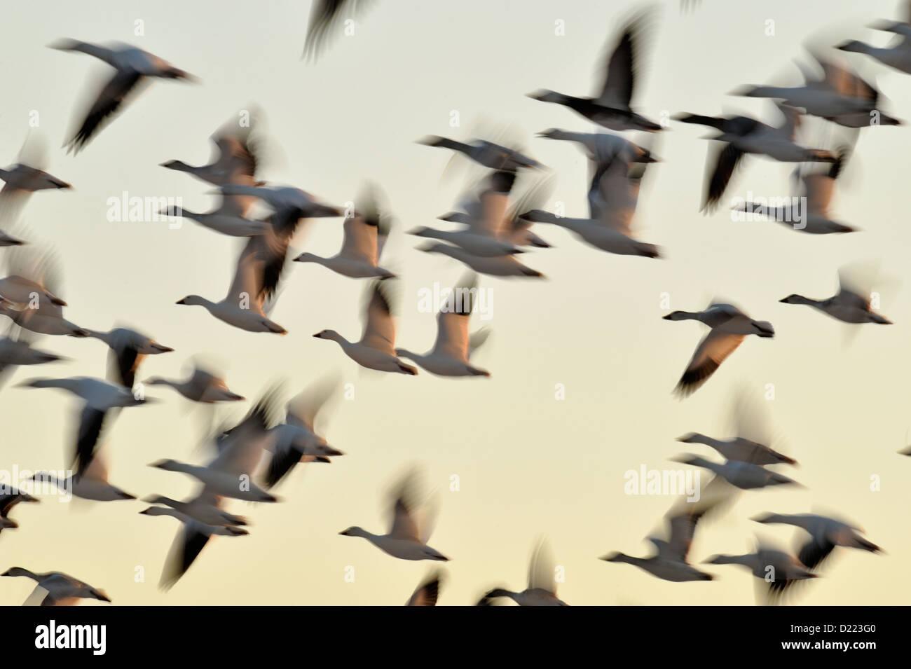 Snow Goose (Chen caerulescens) In flight over roosting ponds, Bosque ...