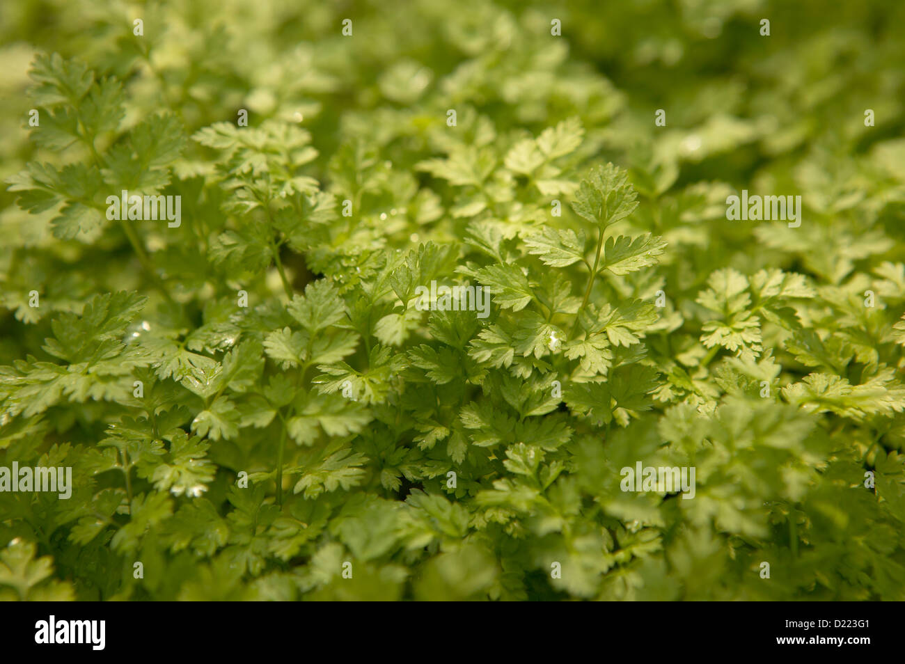 Chervil garden hi-res stock photography and images - Alamy