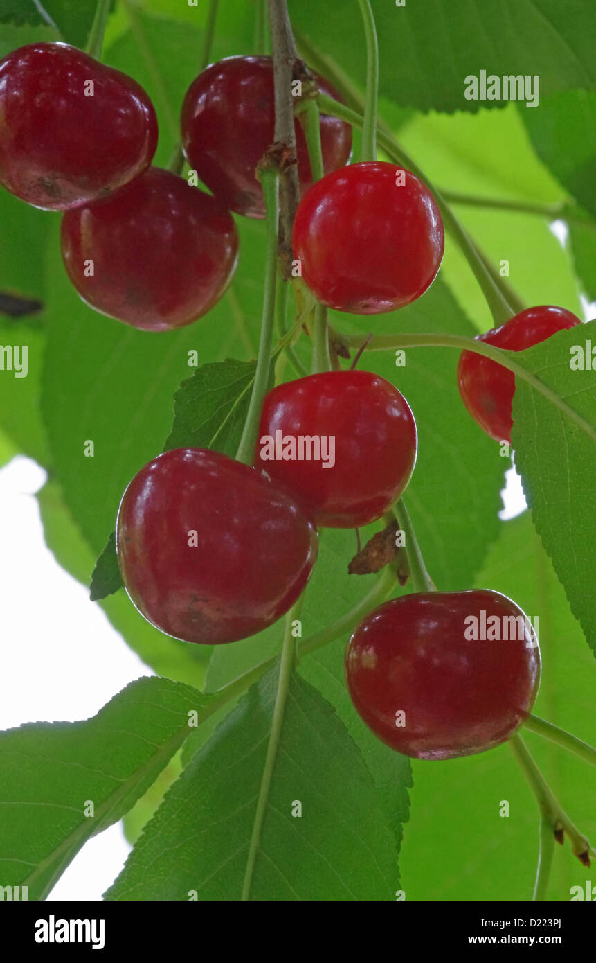 Cherry tree in the garden, close up image Stock Photo - Alamy