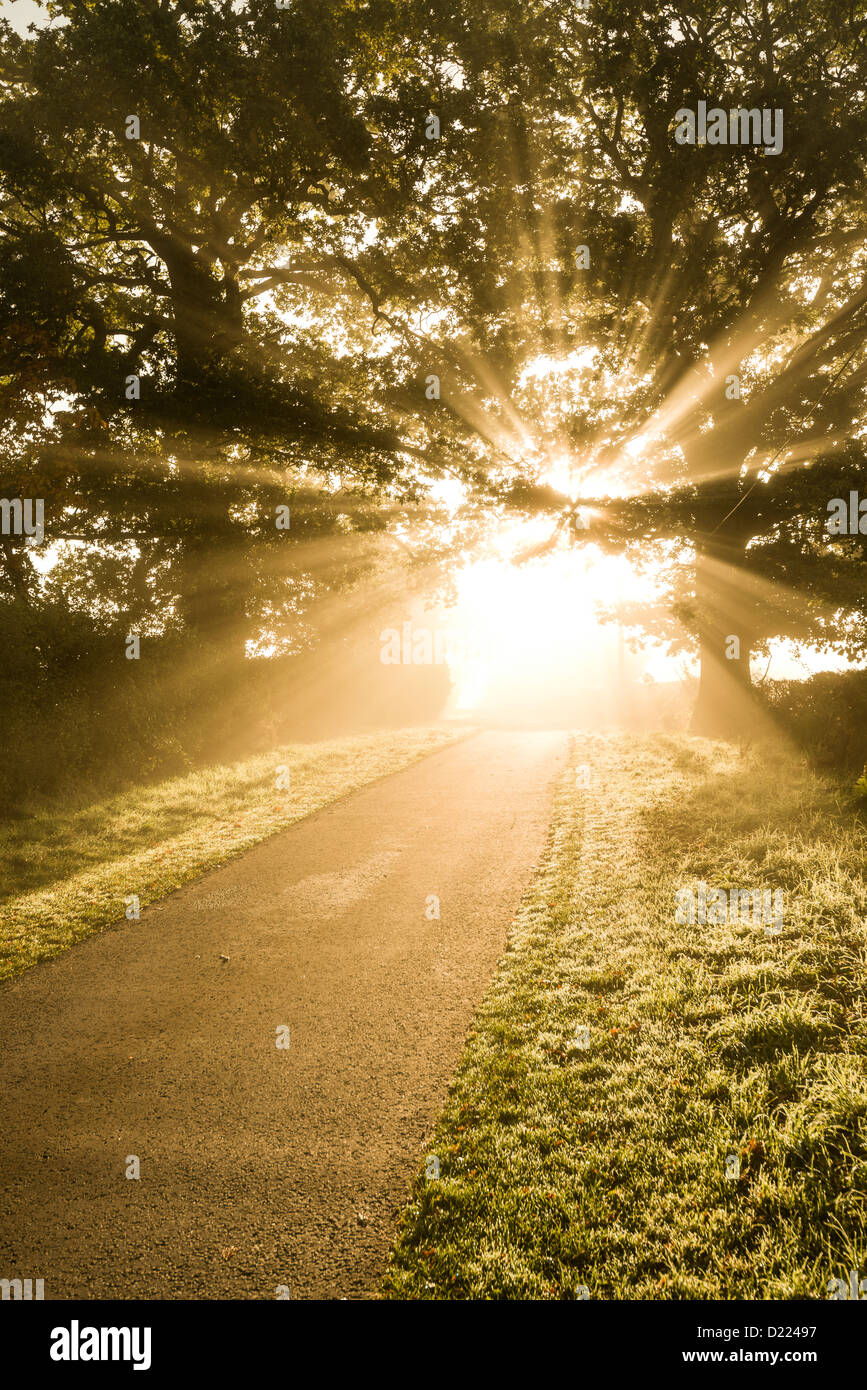 Sunlight shafts hi-res stock photography and images - Alamy